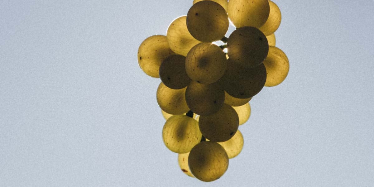 Natural lifting – Anti-ageing powered by nature